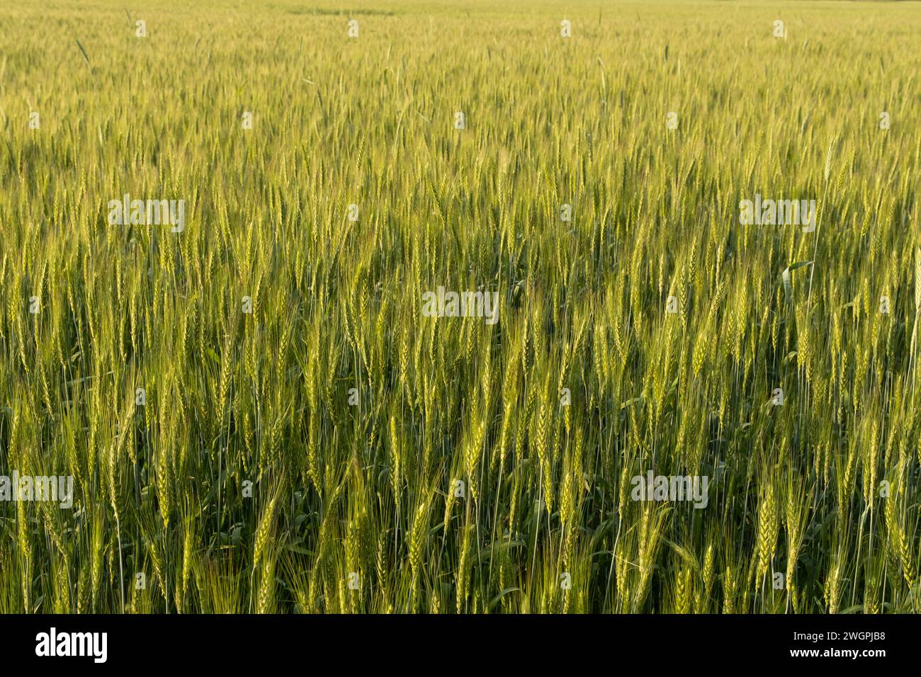 Two-rowed barley or Hordeum distichon growing in the field Stock Photo ...