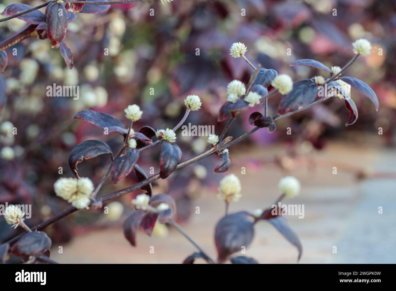 Joyweed (Genus Alternanthera). Use as ornamental plant in gardens Stock ...