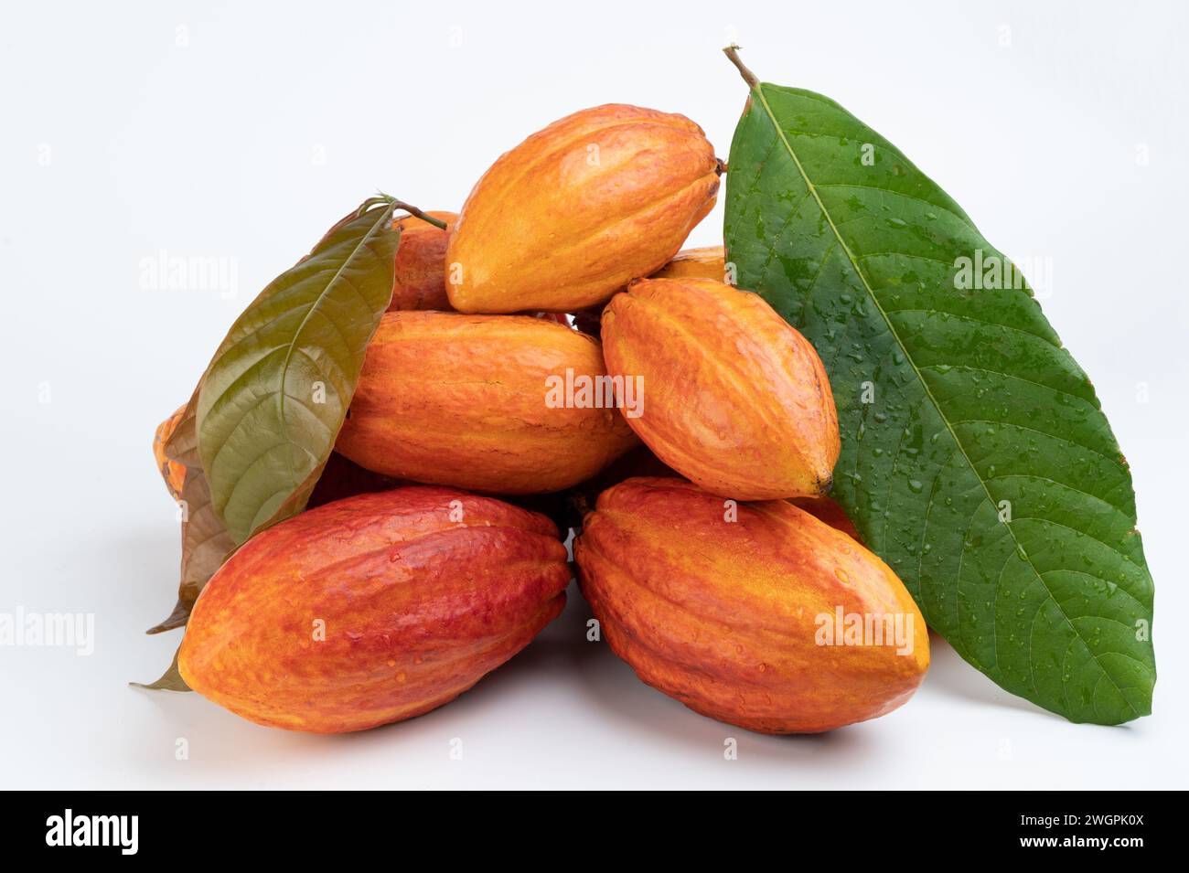 Clean wet orange color cacao pods pile isolated on white studio ...