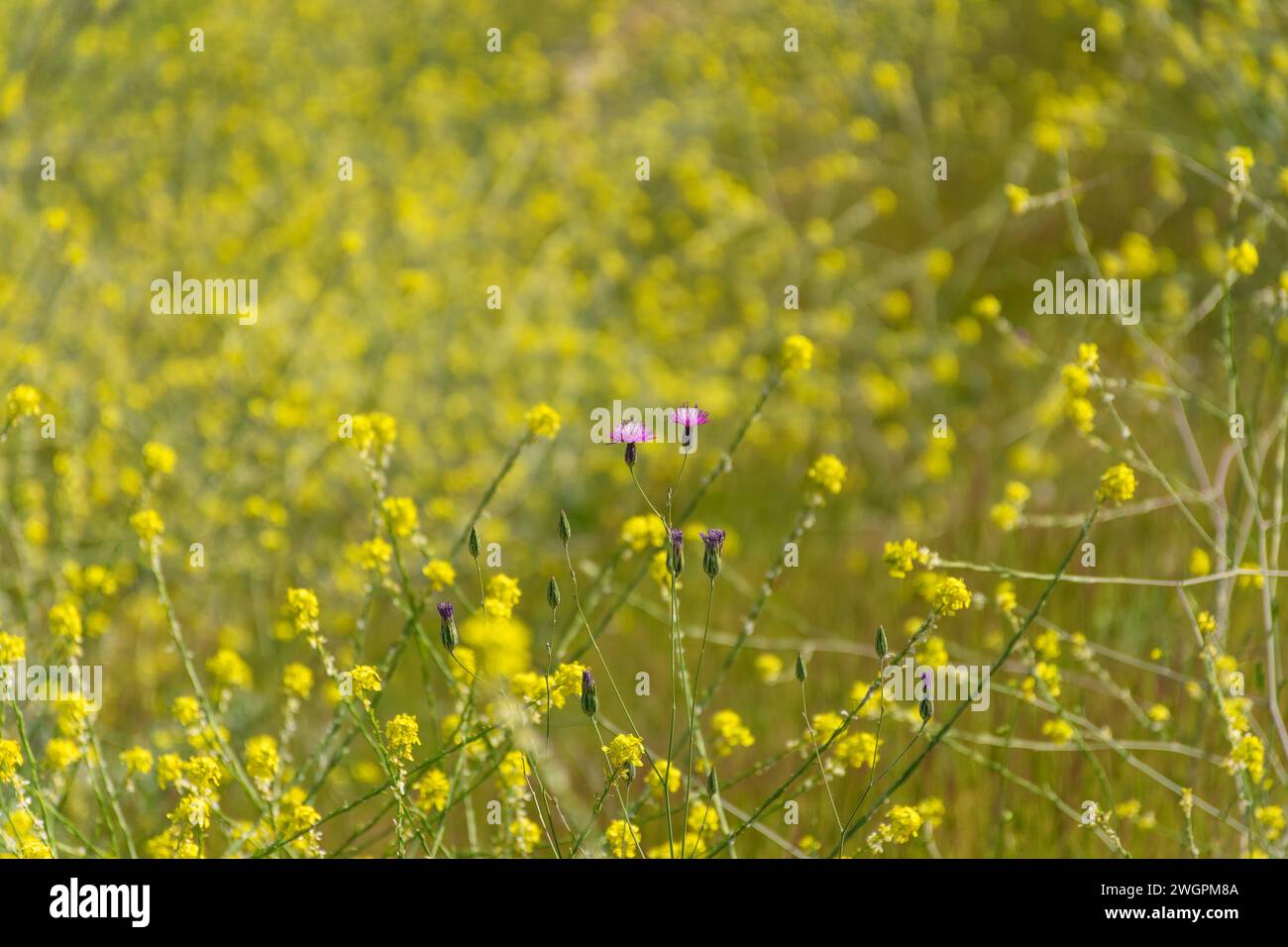 Yellow and purple complementary colors Stock Photo - Alamy
