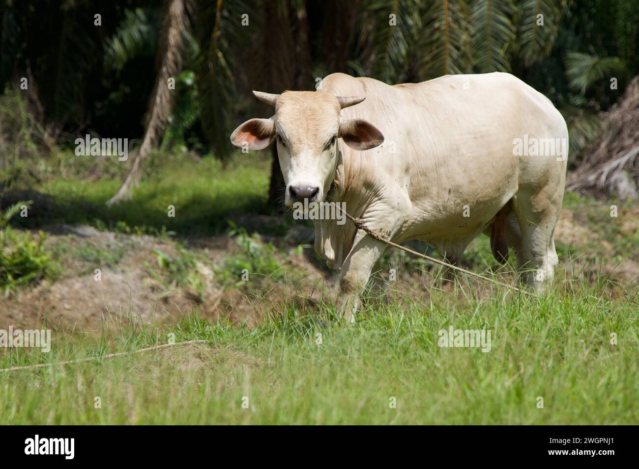Johor flag hi-res stock photography and images - Alamy