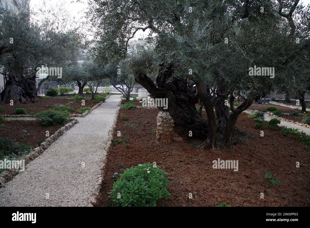 Olive trees in famous Garden of Gethsemane Jerusalem, Israel Stock ...