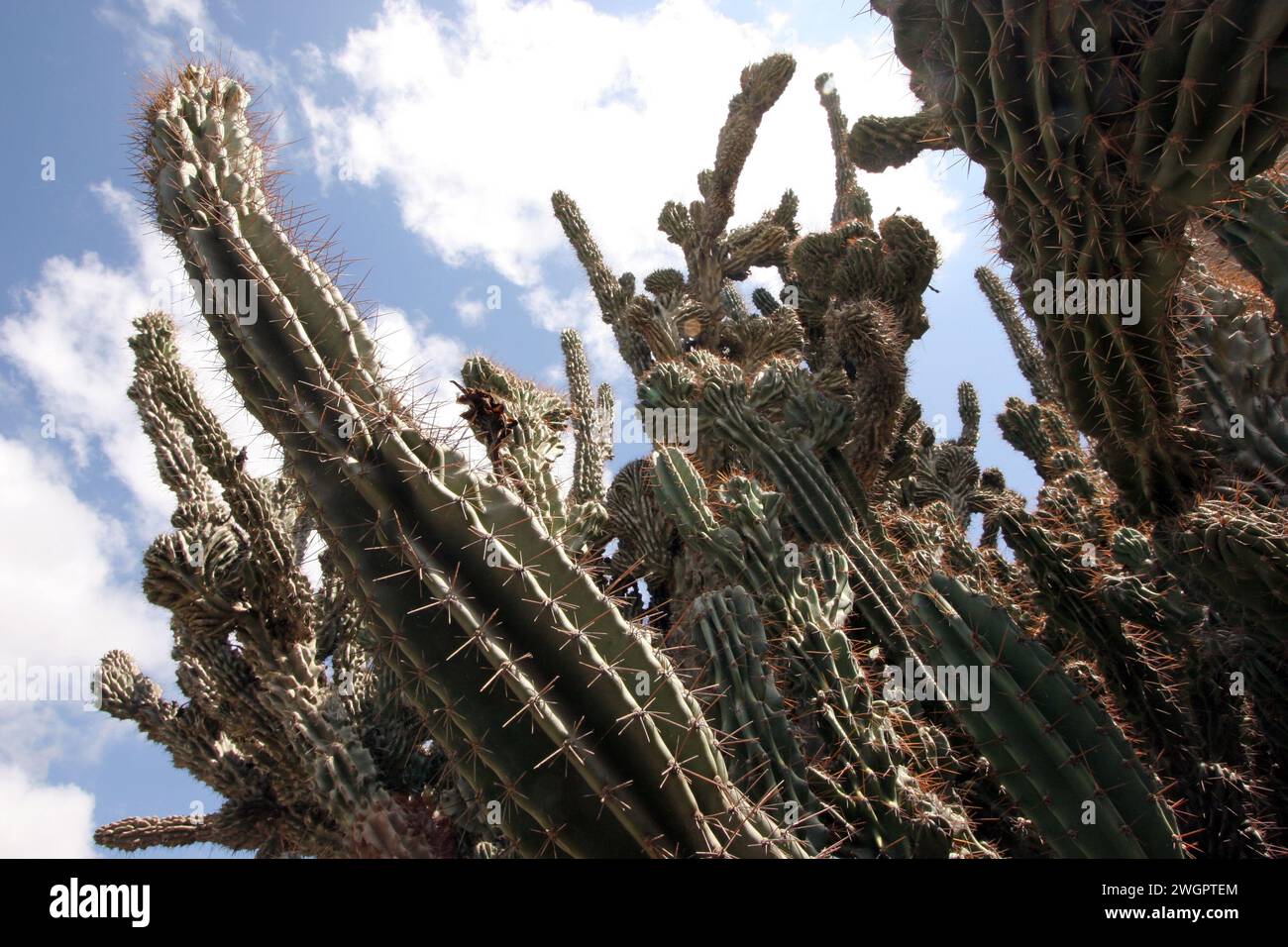 Cactus paradise hi-res stock photography and images - Alamy