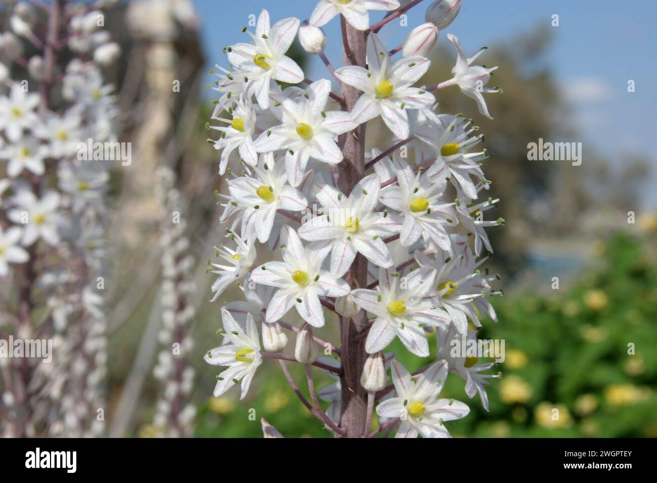White Squill, growing wild in a Mediterranean garden in Jaffa, Israel ...