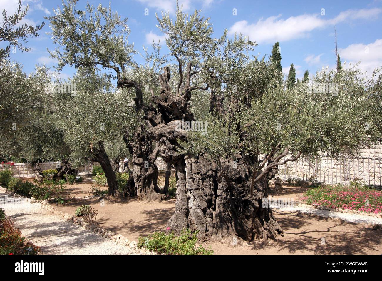 Olive trees in famous Garden of Gethsemane Jerusalem, Israel Stock ...