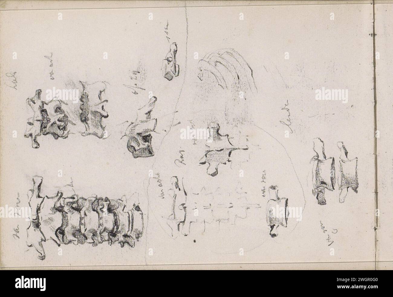 Human vertebrae and ribs, 1877 - 1880 Vertebrae of, among other things ...