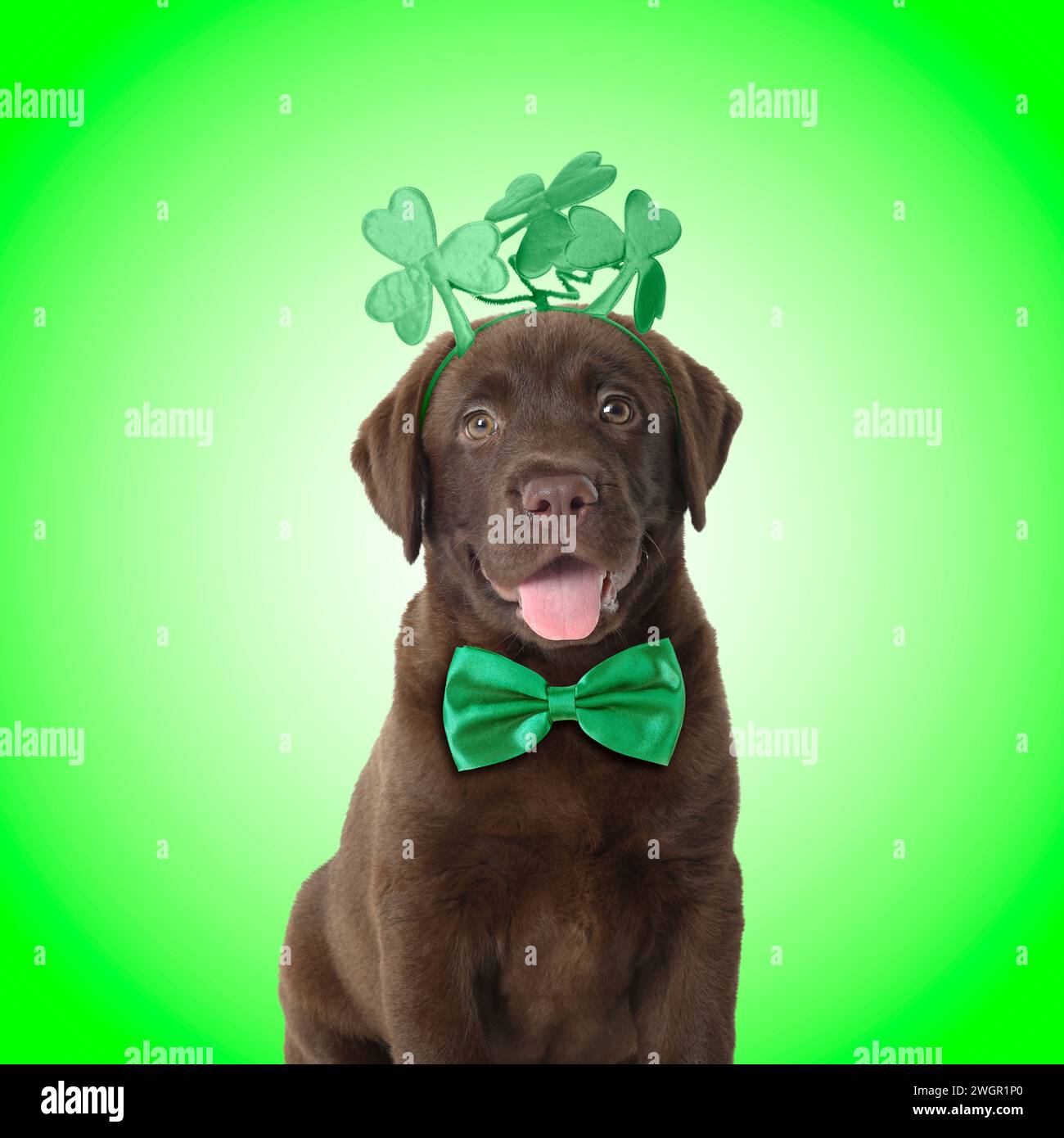 St. Patrick's day celebration. Cute Chocolate Labrador puppy wearing ...