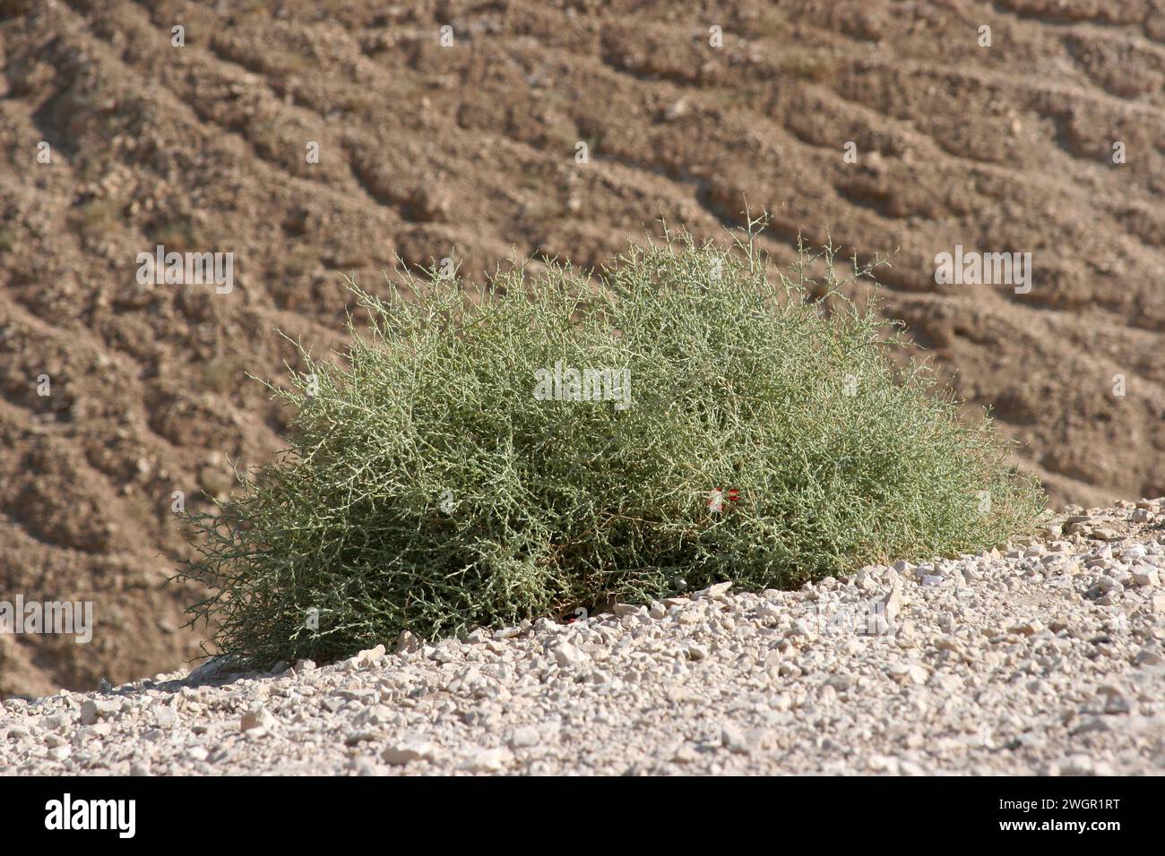 Bush in the desert of Judea, Israel Stock Photo - Alamy