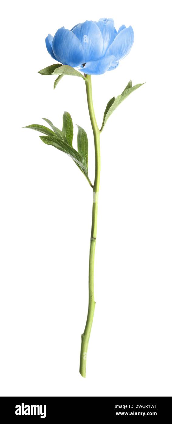 Beautiful light blue peony with green leaves on white background Stock ...