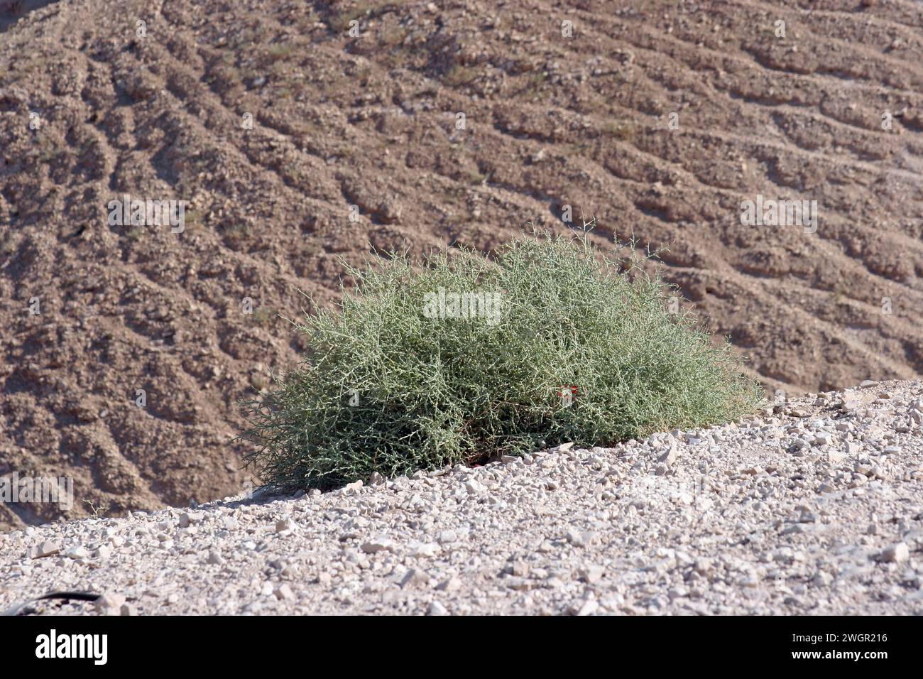 Bush in the desert of Judea, Israel Stock Photo - Alamy