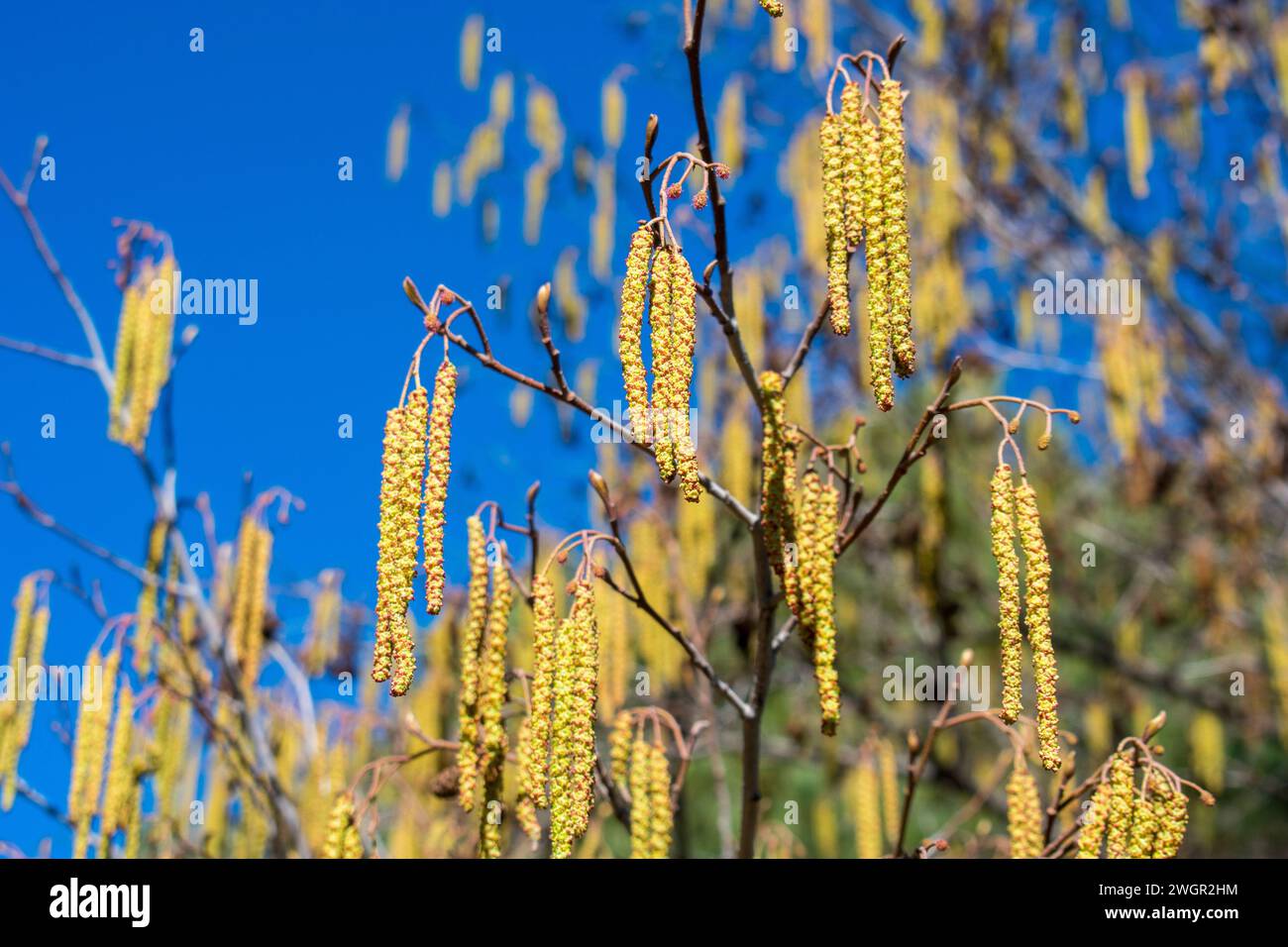 Hazelnut tree with seed and fruit Stock Photo - Alamy