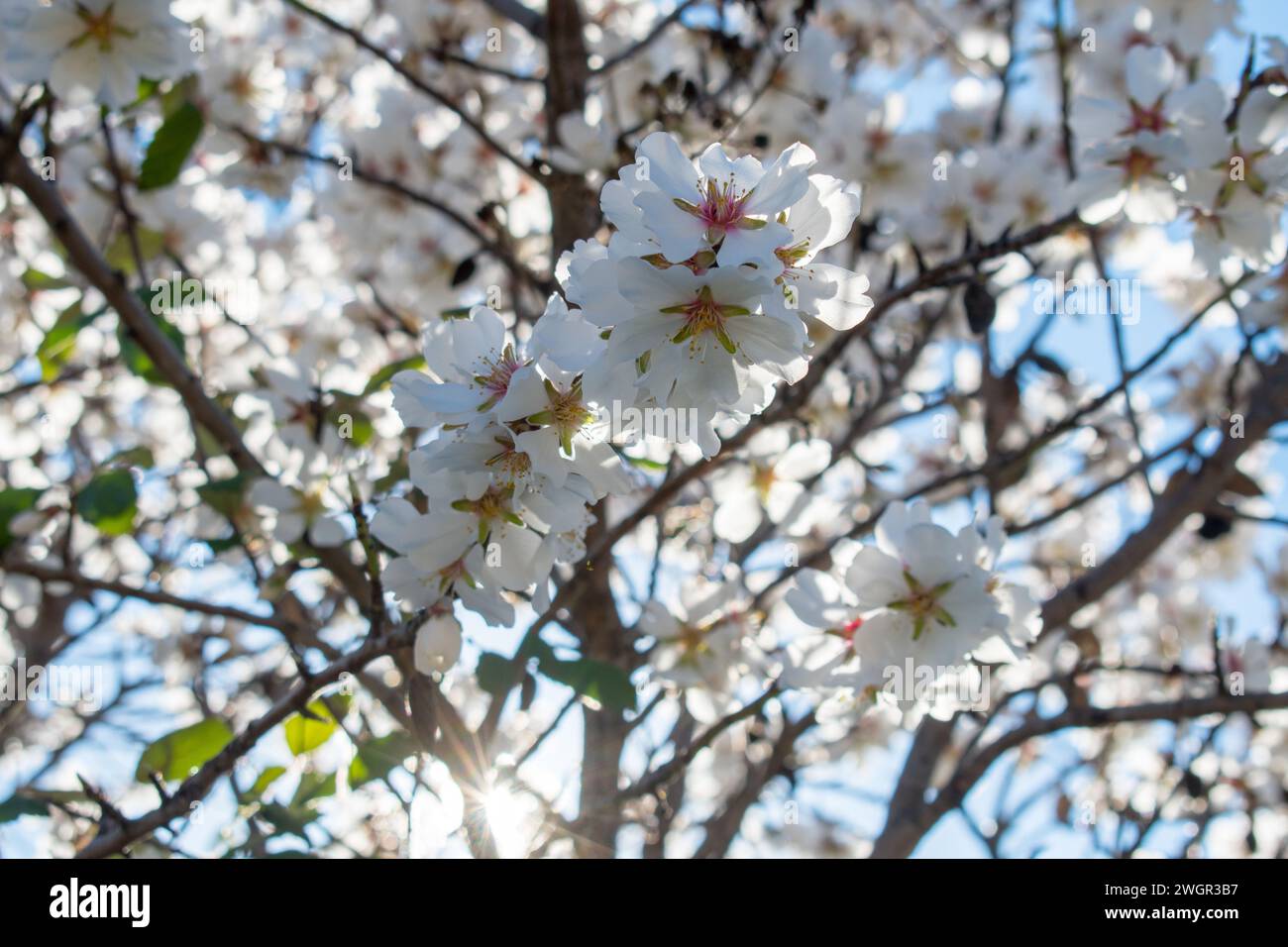 Hazelnut tree hi-res stock photography and images - Alamy