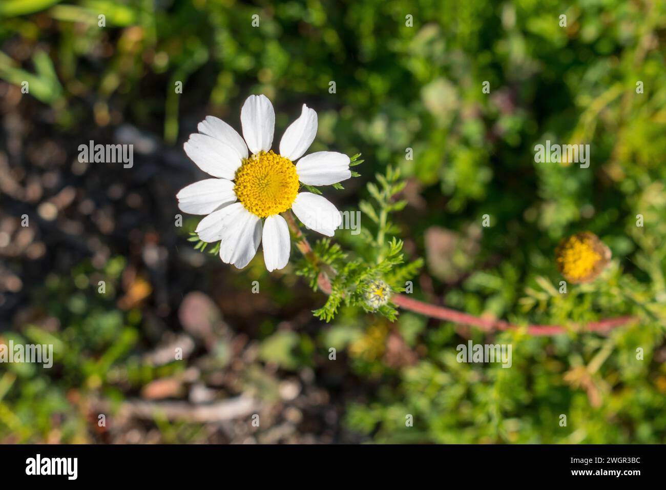 Anacyclus cultivatus flower Stock Photo - Alamy