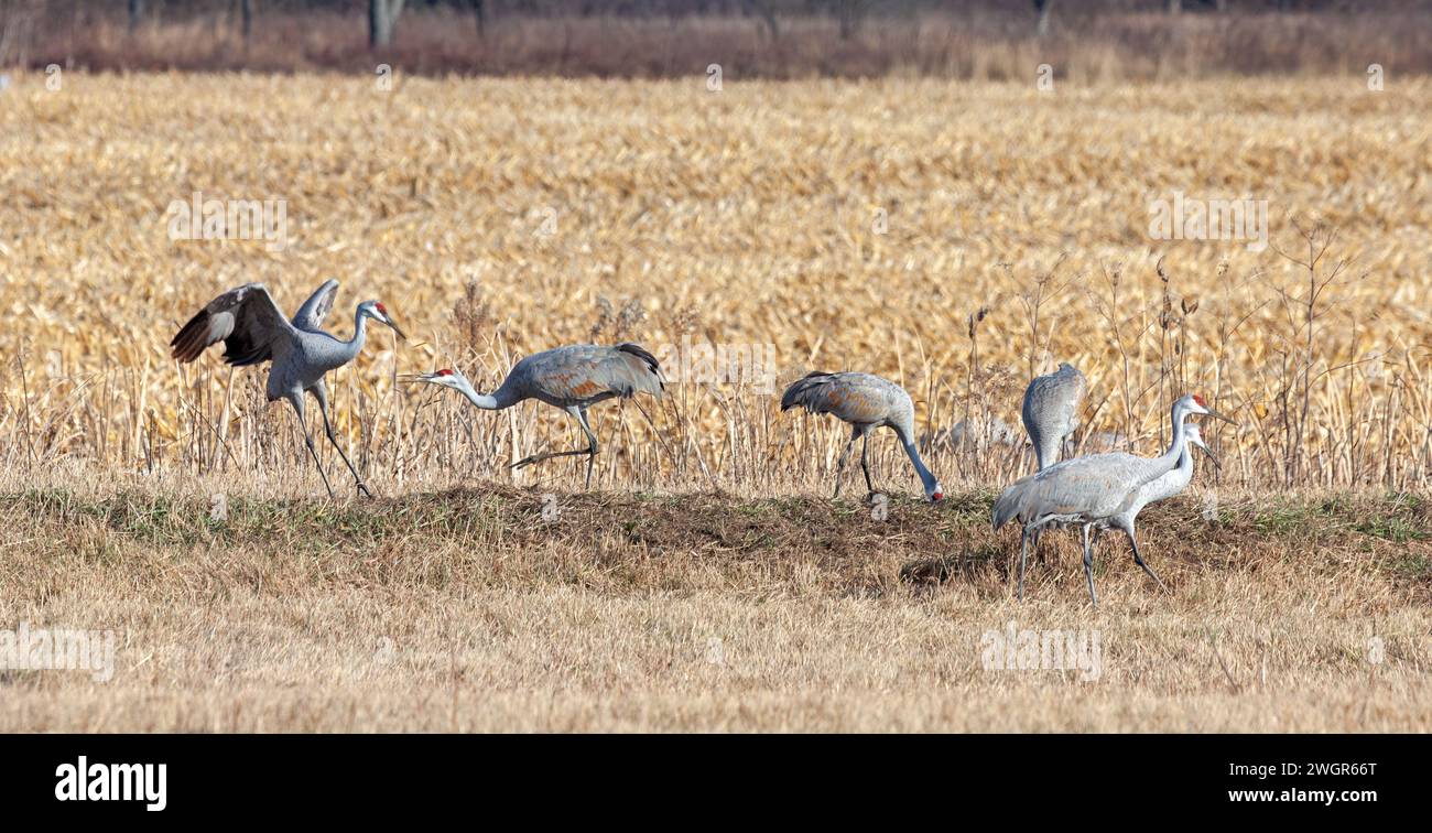 A family of sandhill cranes in a plowed cornfield. Two fight to display ...