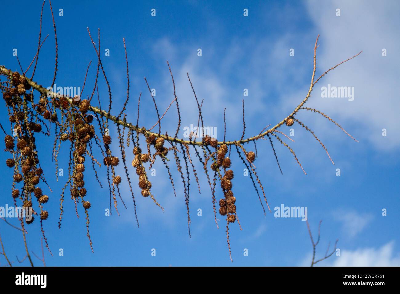 Larix decidua, the European larch, is a species of larch. Germany Stock ...