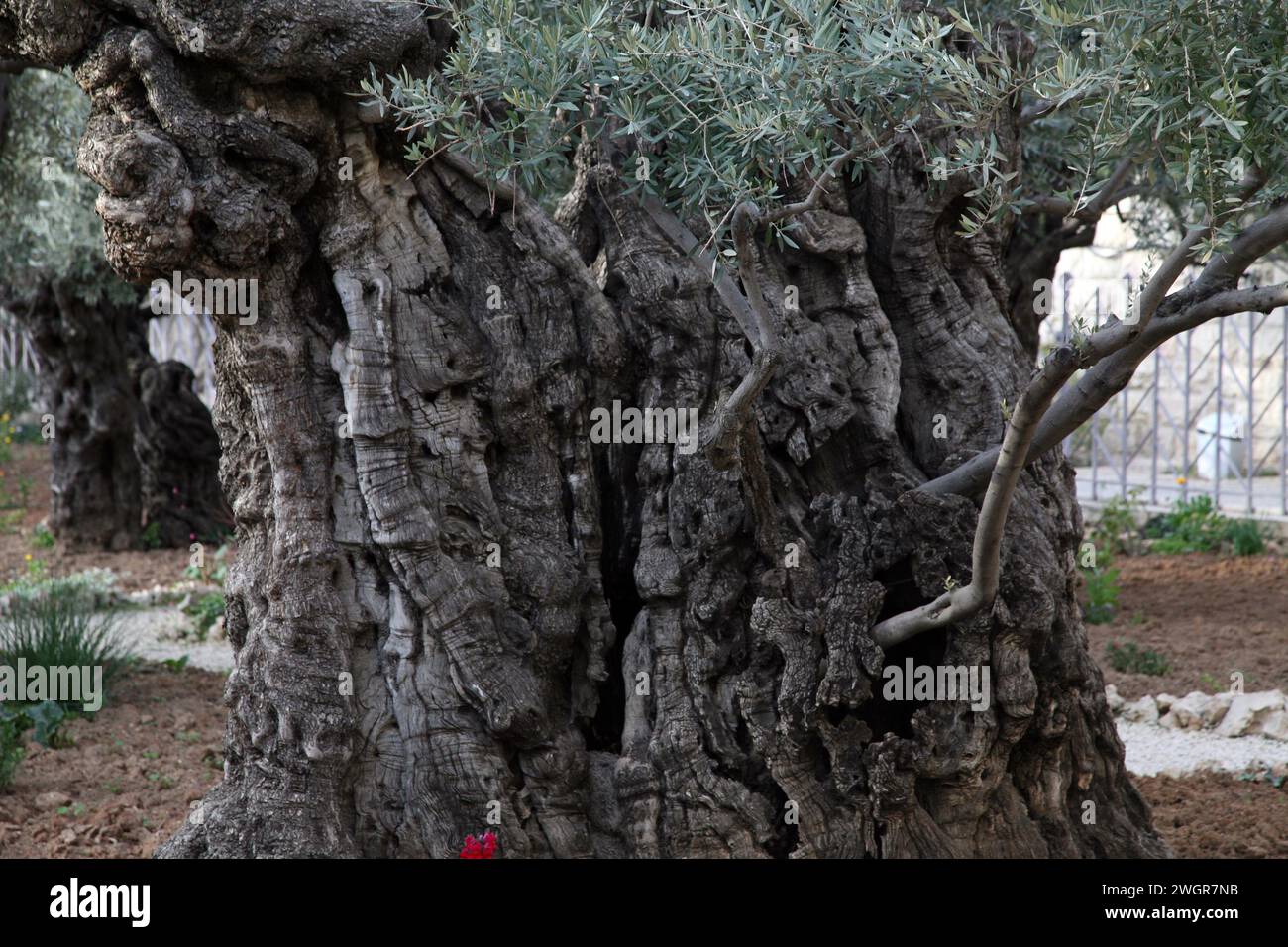 Olive trees in famous Garden of Gethsemane Jerusalem, Israel Stock ...