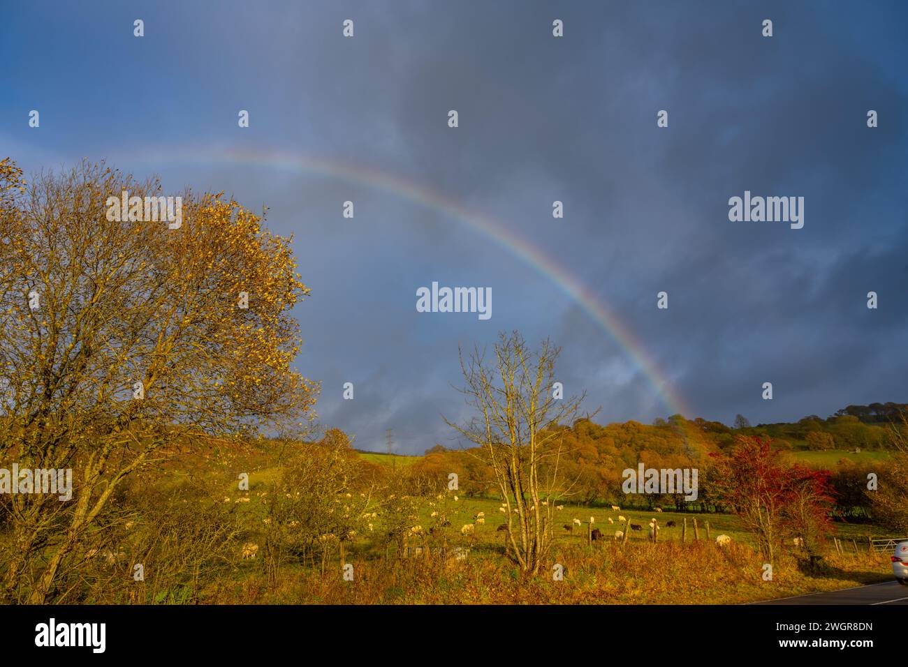 Rainbow above trees and fields. Near Bala North Wales Stock Photo - Alamy