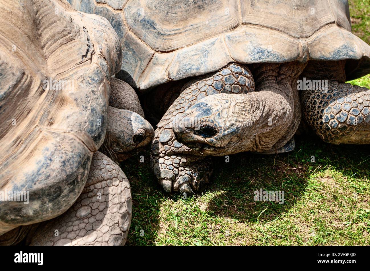 Two giant tortoises hi-res stock photography and images - Alamy