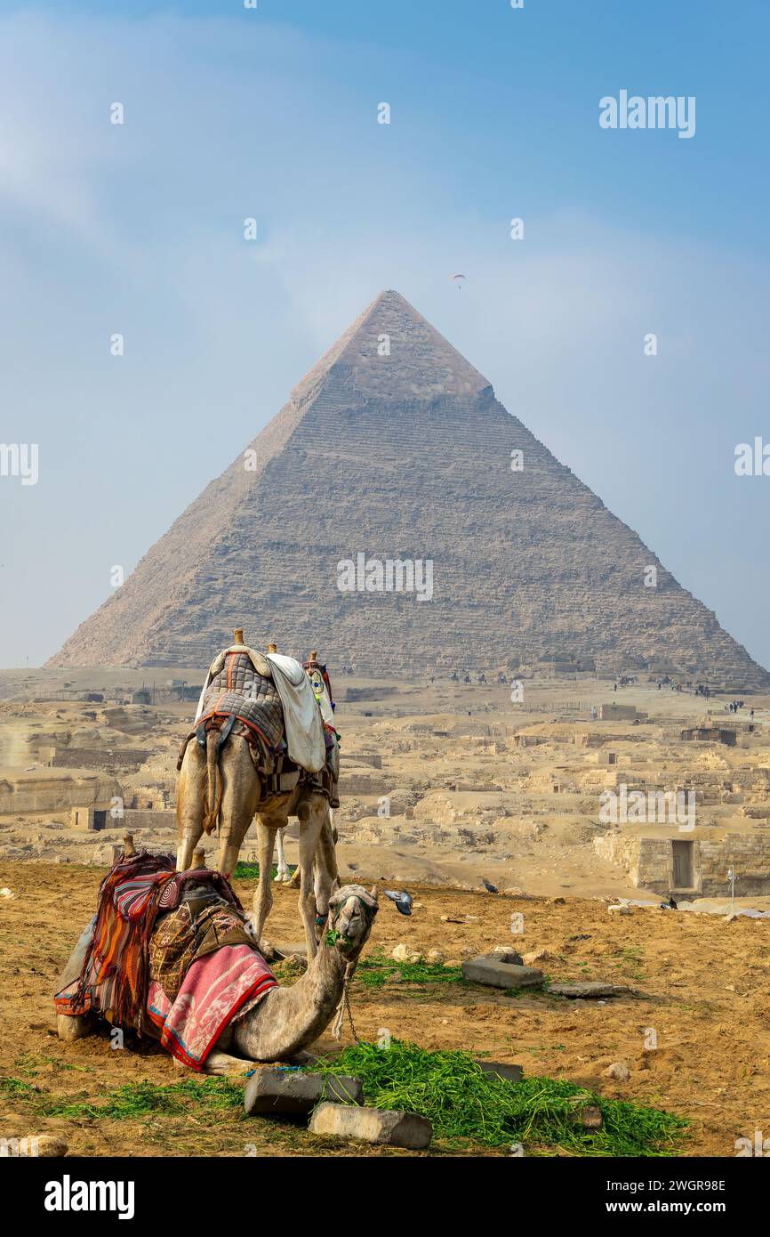 Camels with colorful harnesses at the ancient egyptian pyramids of Giza ...