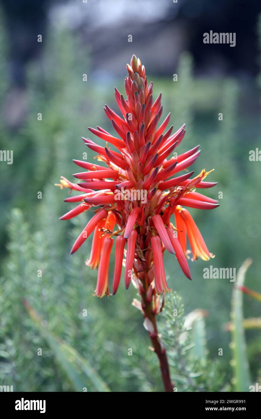 Beautiful red aloe vera flower blooming on the Mount Tabor (Har Tavor ...
