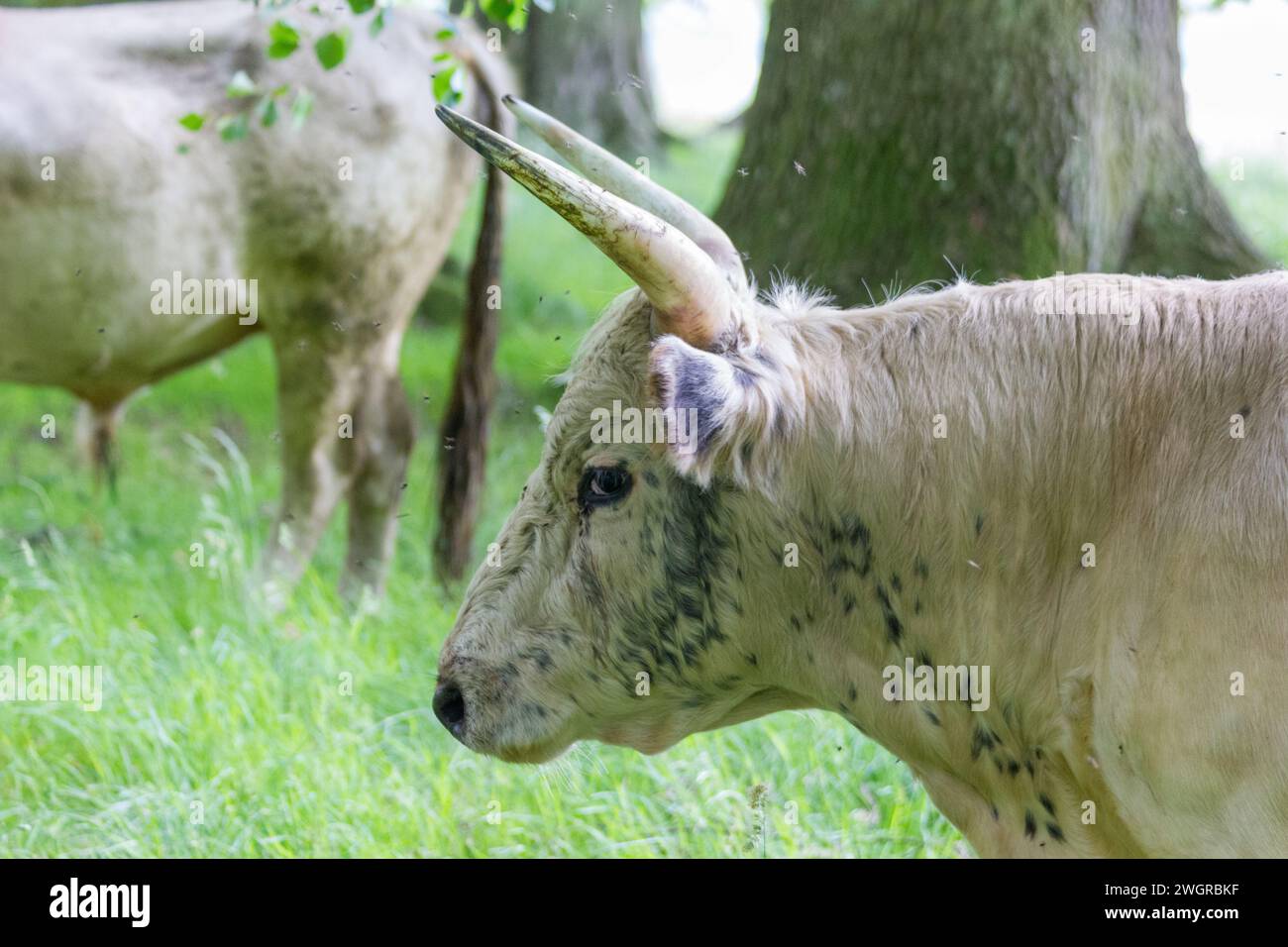 Wild Cattle of Chillingham Stock Photo - Alamy
