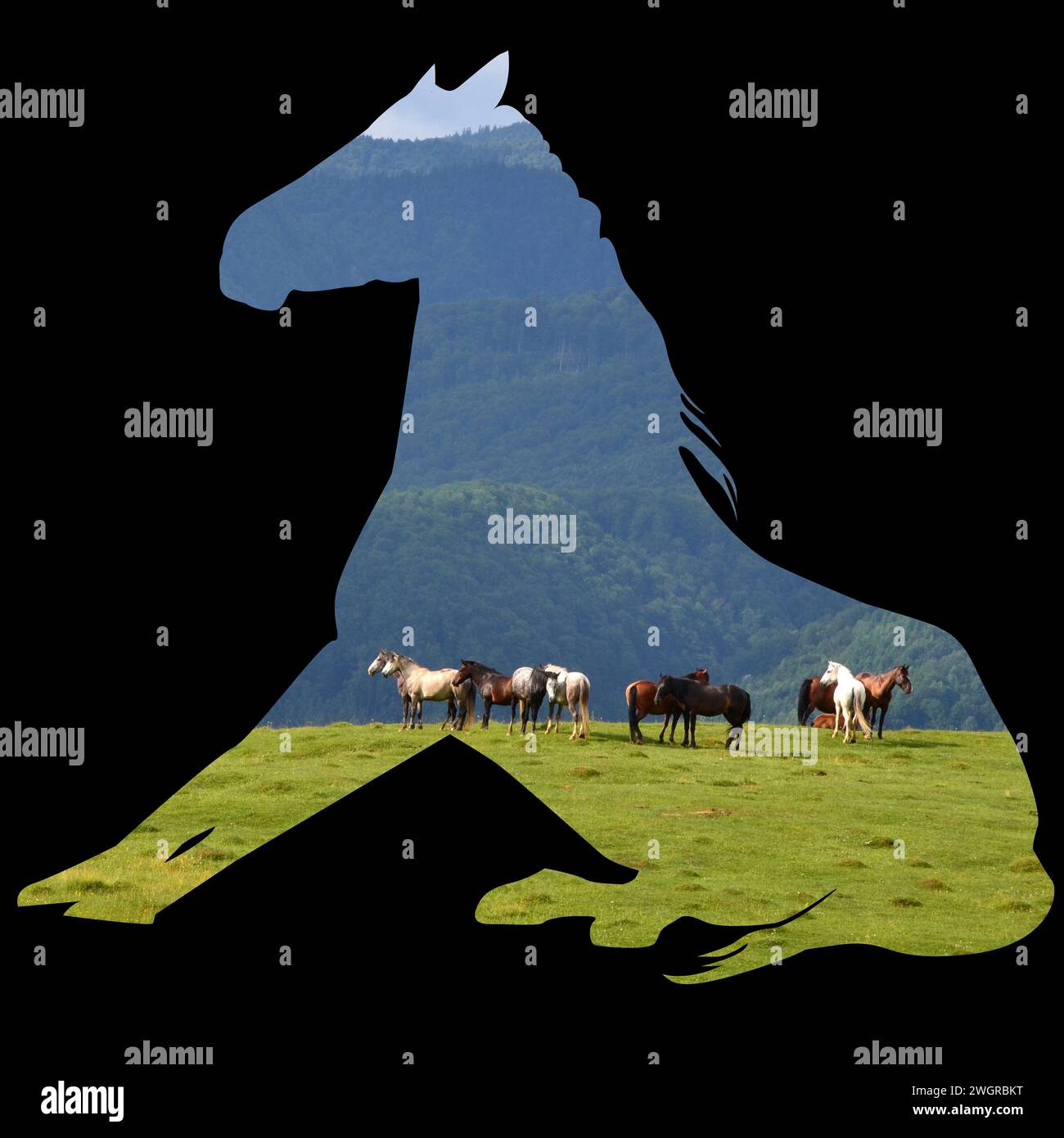 Silhouette of a horse sitting down in the print of a herd of horses ...