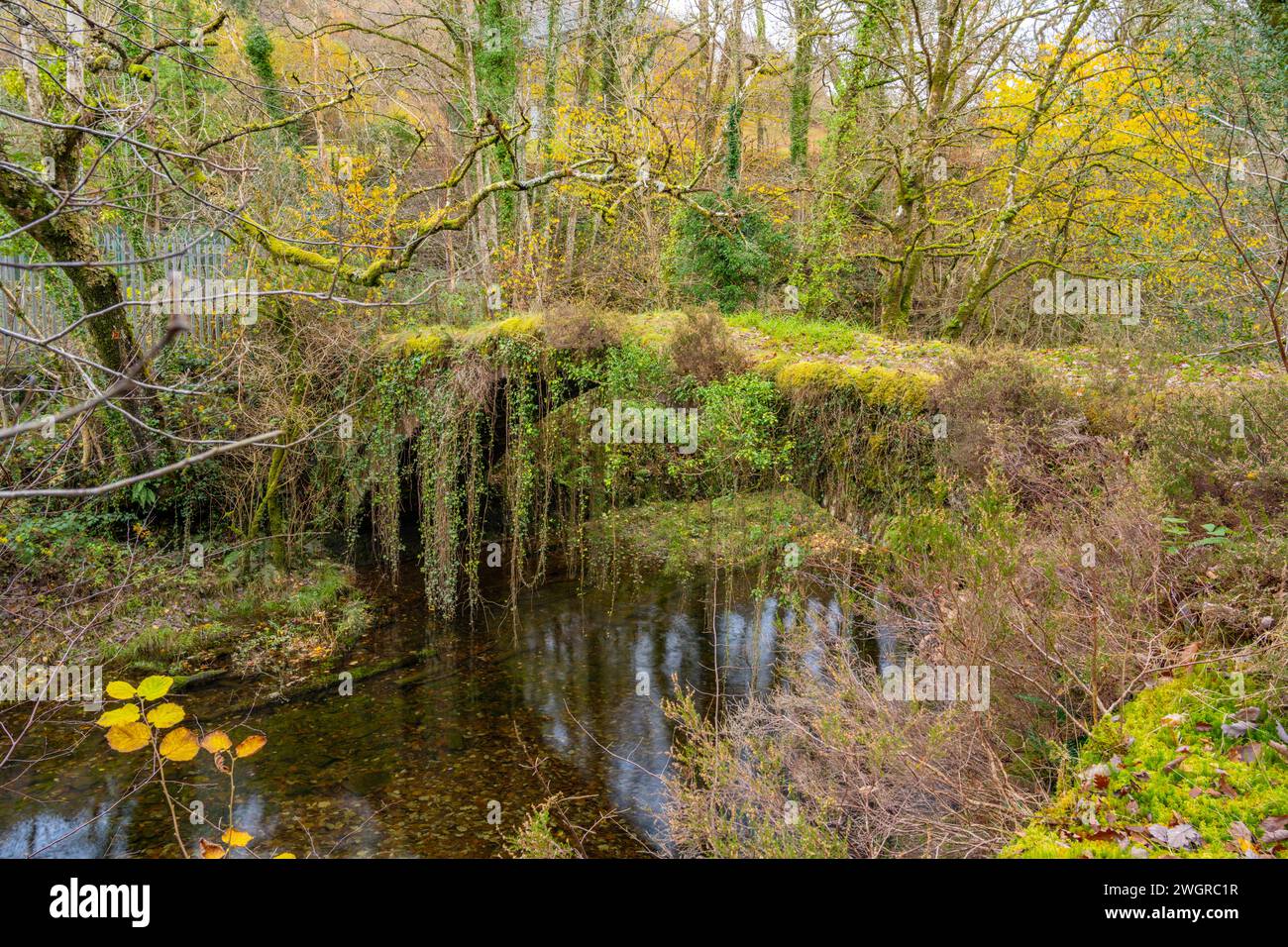 The ivy covered bridge at Ceunant Llennyrch National Nature Reserve ...