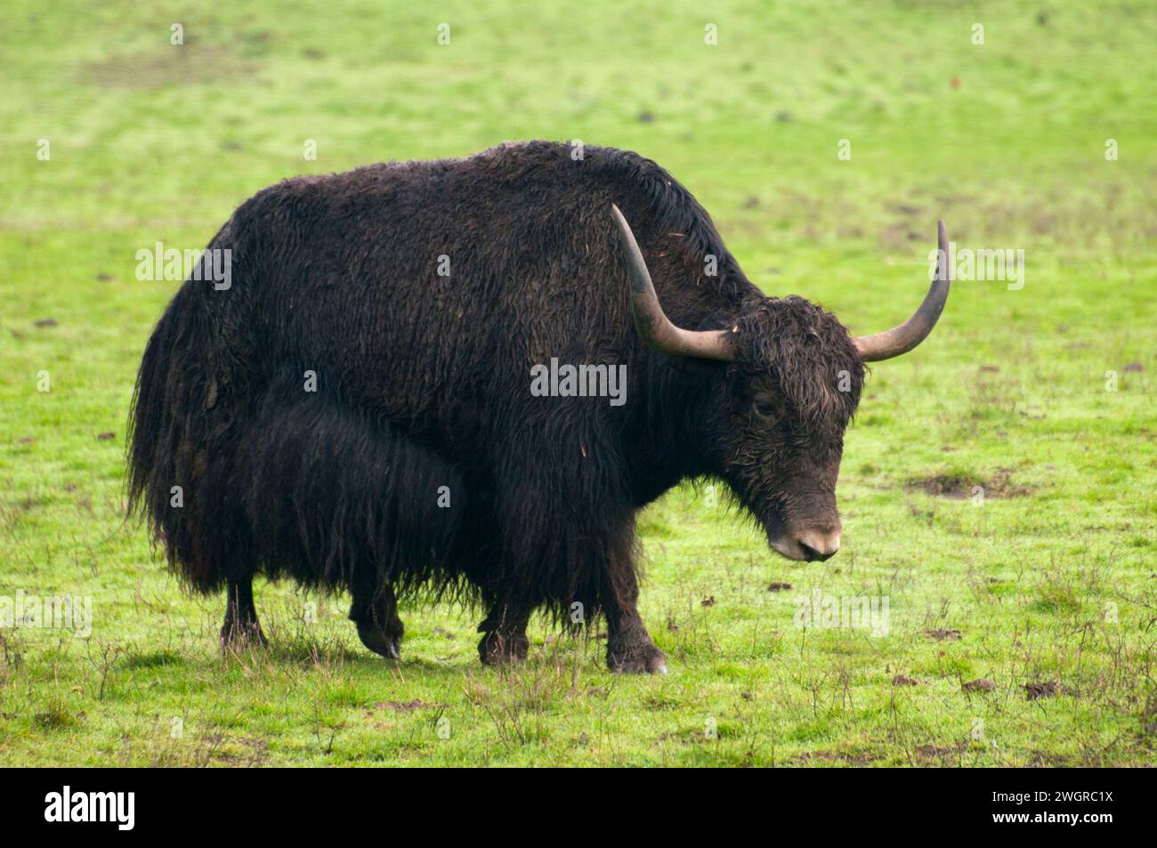 Yak, Wildlife Safari, Winston, Douglas County, Oregon Stock Photo - Alamy