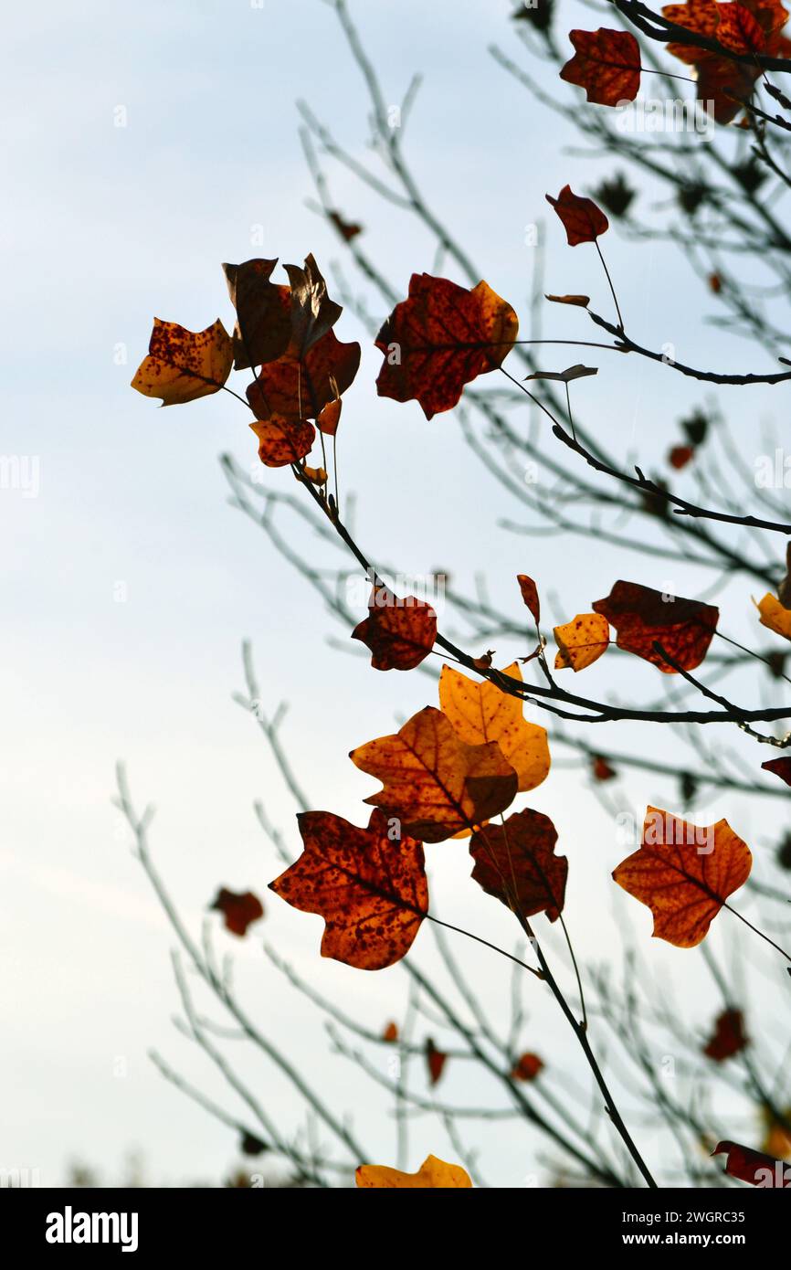 American tulip tree ( Liriodendron tulipifera )Autumn yellow leaf ...