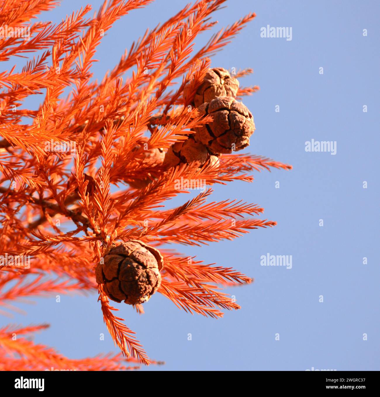 Cones of Bald Cypress (Taxodium distichum) with red autumn foliage ...