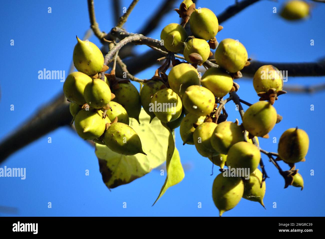 Paulownia empress tree hi-res stock photography and images - Alamy
