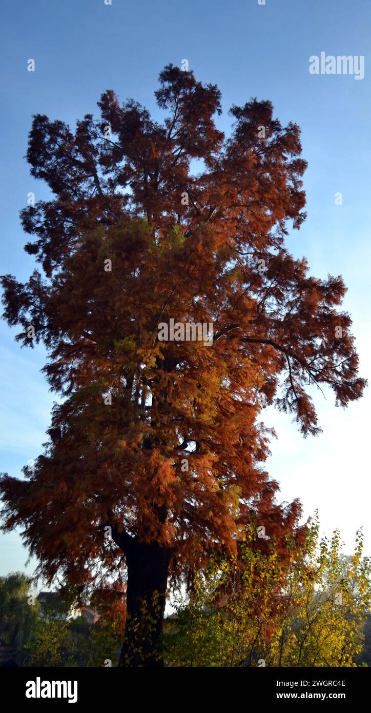 Bald Cypress (Taxodium distichum) with red autumn leaves Stock Photo ...