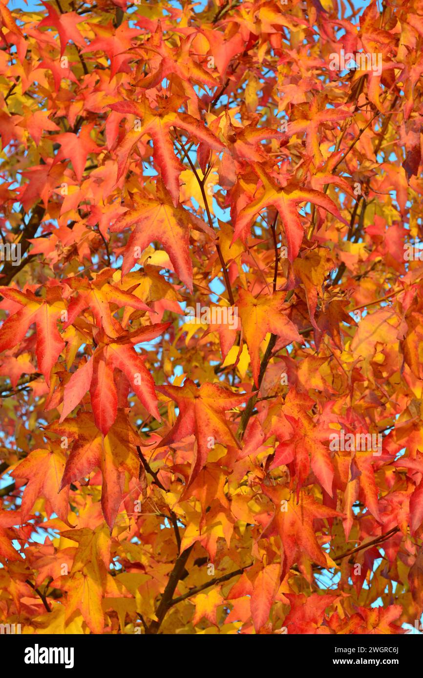 American sweetgum tree hi-res stock photography and images - Alamy