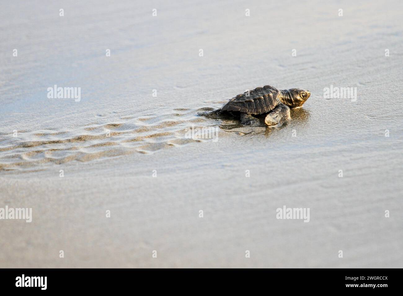 Olive ridley turtle hi-res stock photography and images - Alamy