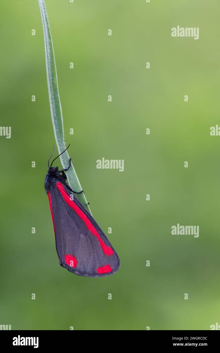 Cinnabar Moth, Tyria jacobaeae, Hanging Onto A Blade Of Grass, New ...