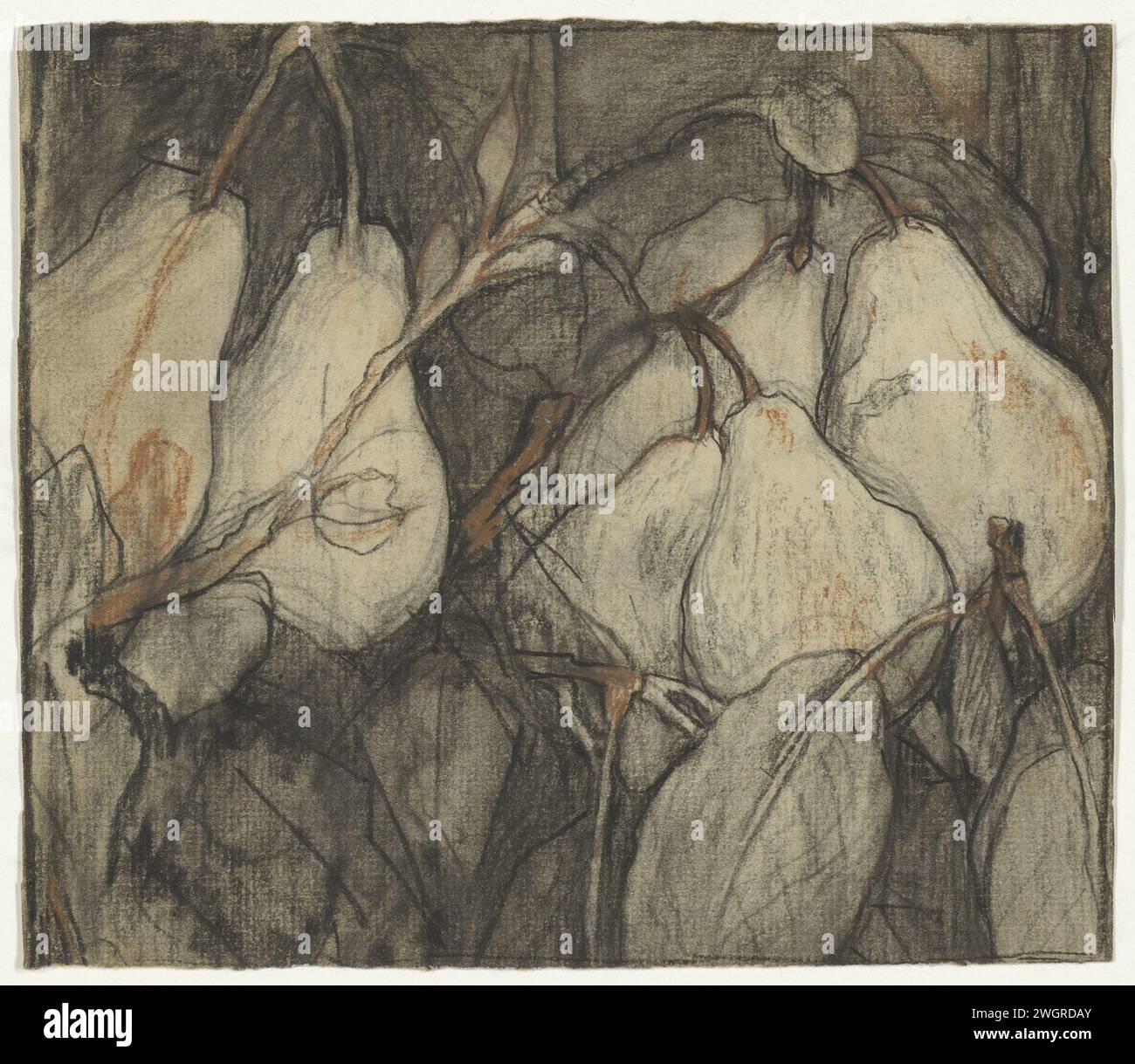 Duchesse d'Angouleme -Peren, Jac van Looij, 1920 - 1924 drawing Pears ...