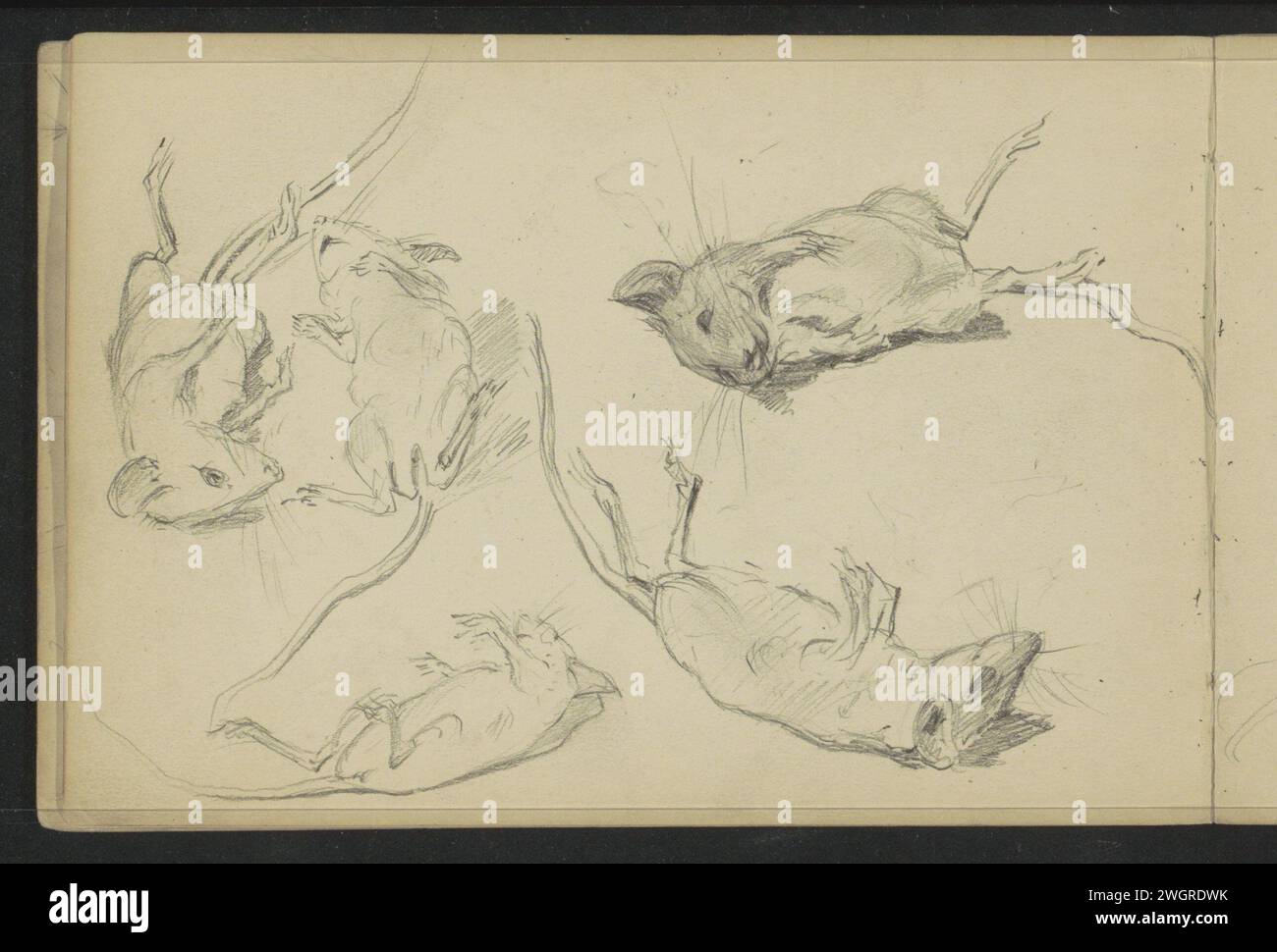 Mice lying on the back, 1883 - 1922 Leaf 3 Verso from a sketchbook with ...