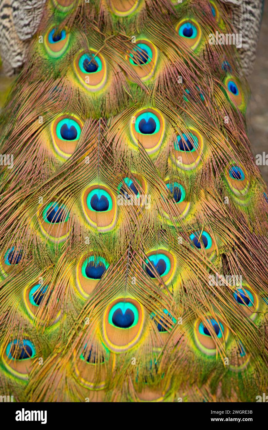 Peacock pattern hi-res stock photography and images - Alamy