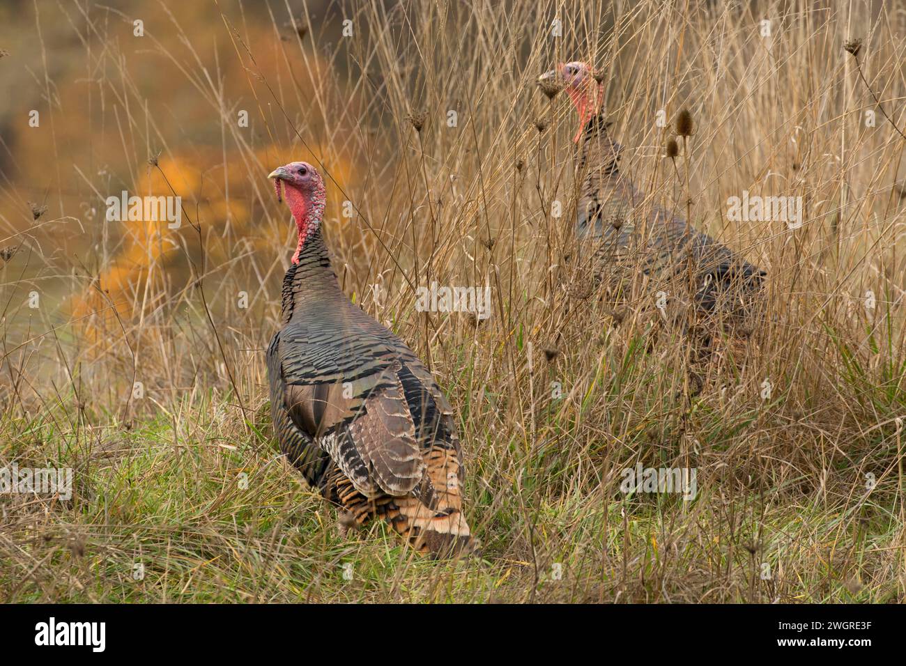 American turkey, Wildlife Safari, Winston, Oregon Stock Photo - Alamy