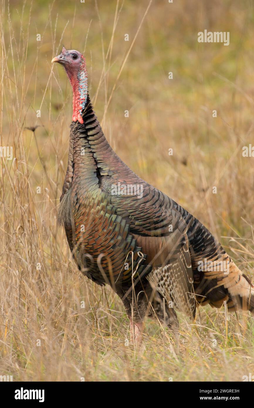 Oregon zoo turkey hi-res stock photography and images - Alamy
