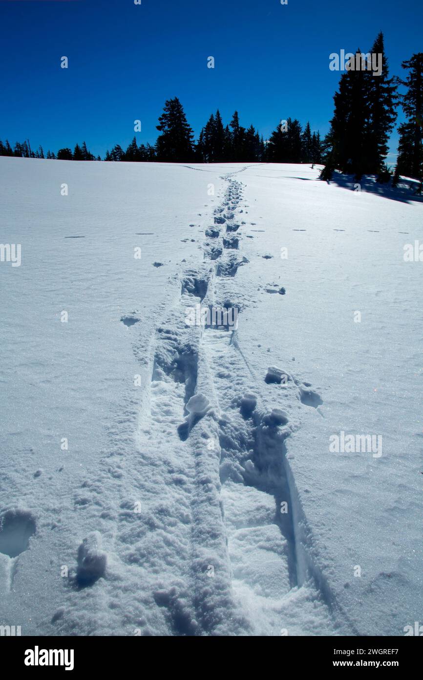 Snowshoe tracks, Crater Lake National Park, Oregon Stock Photo - Alamy