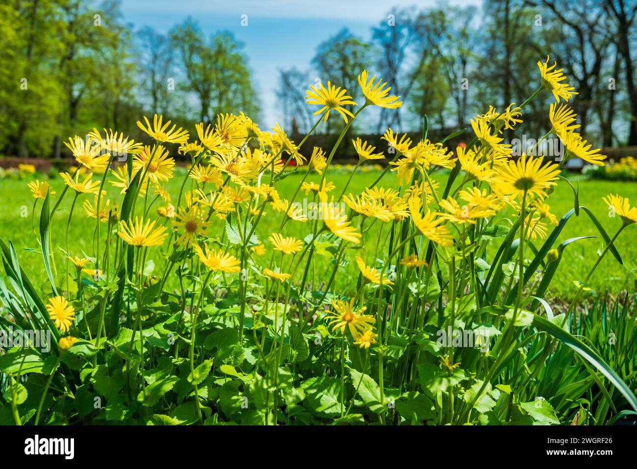 Doronicum orientale leopards bane hi-res stock photography and images ...