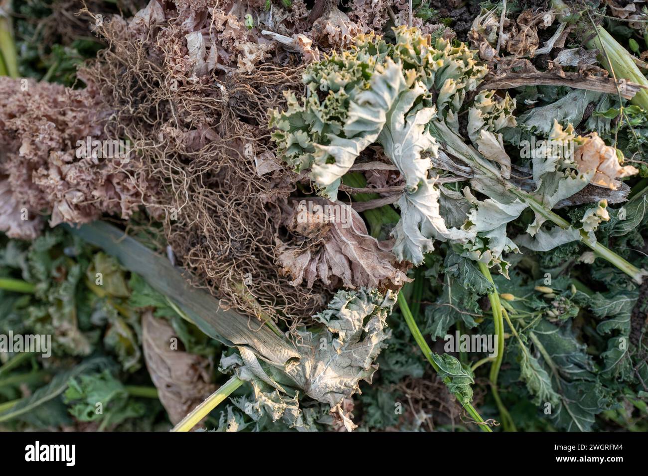 Close up of rotting leaf hi-res stock photography and images - Alamy