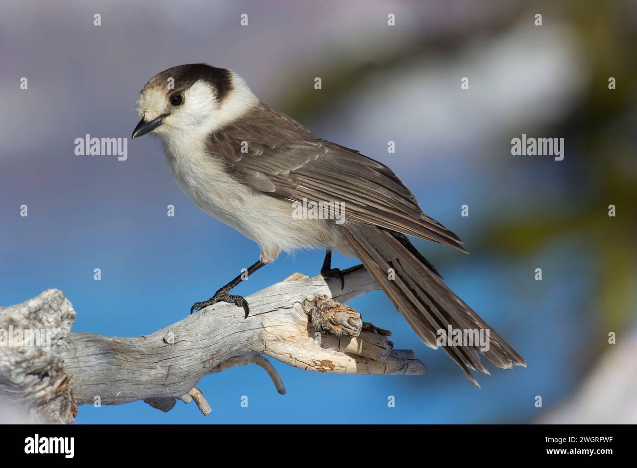 Gray jay (Perisoreus canadensis), Crater Lake National Park, Oregon ...