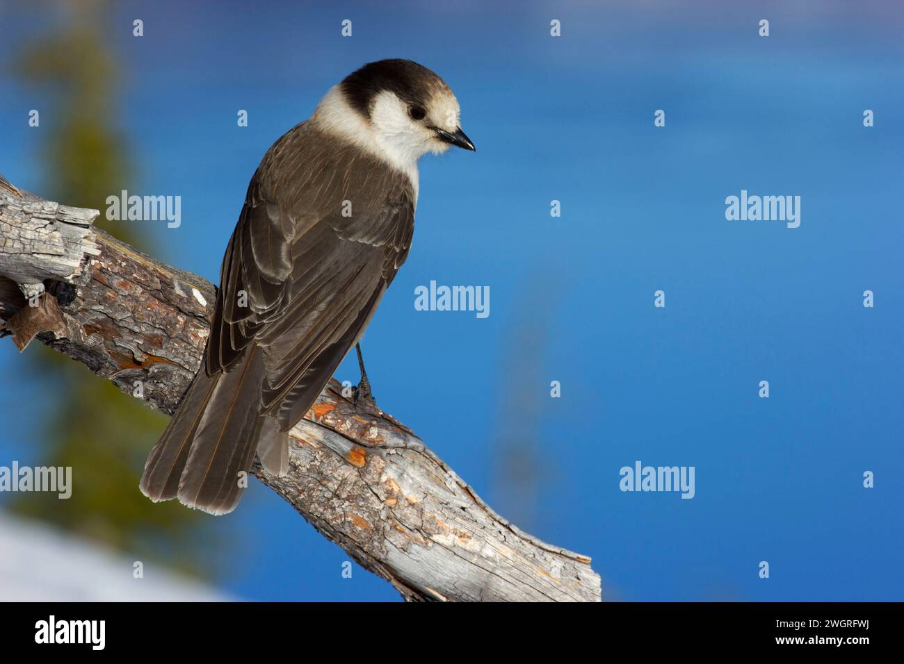 Gray jay (Perisoreus canadensis), Crater Lake National Park, Oregon ...
