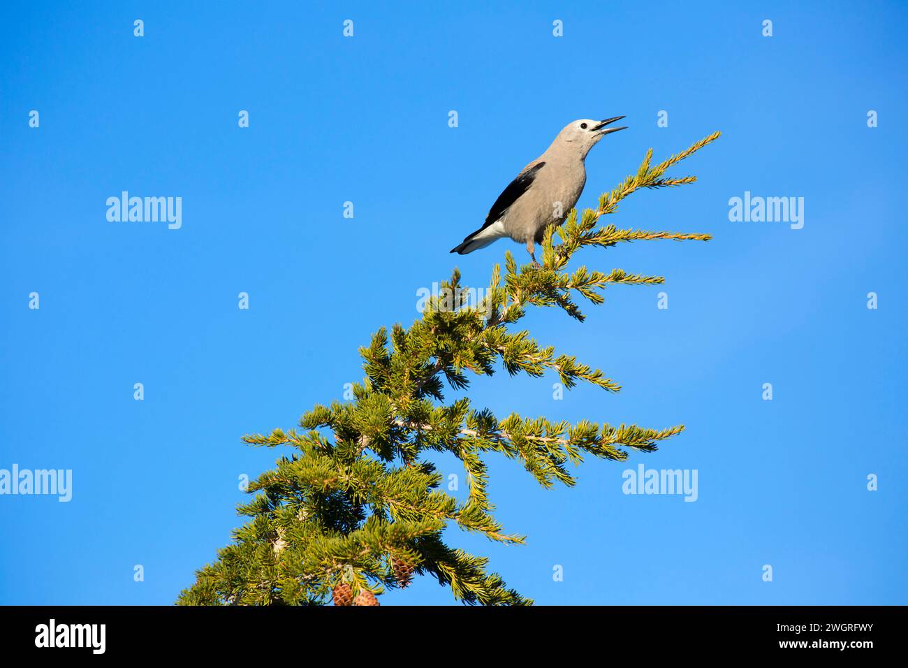 Clarks nutcracker, Crater Lake National Park, Oregon Stock Photo - Alamy