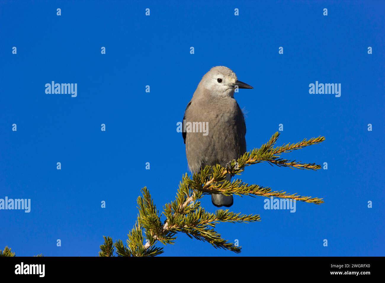 Clarks nutcracker, Crater Lake National Park, Oregon Stock Photo - Alamy