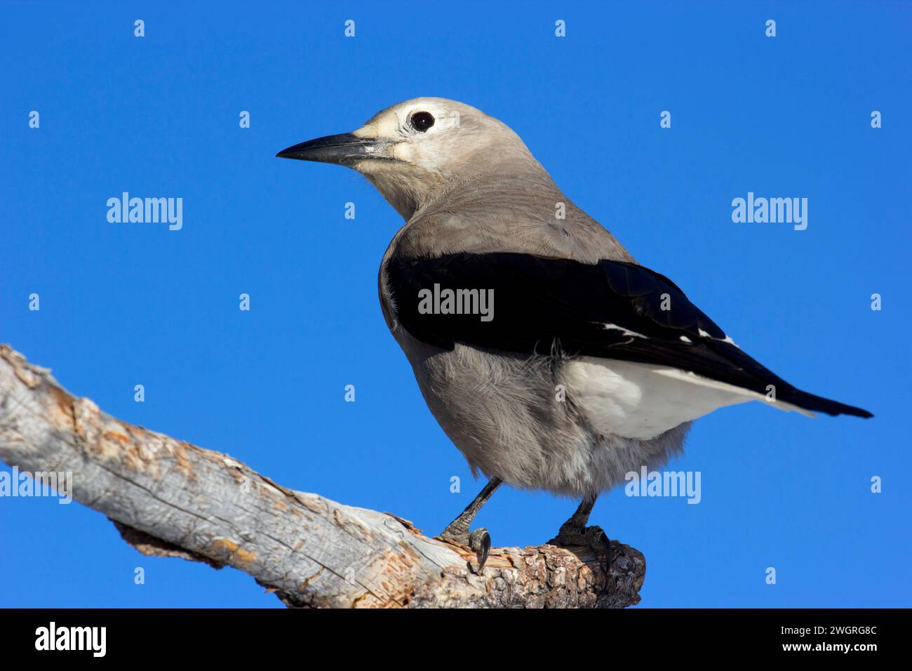 Clarks nutcracker, Crater Lake National Park, Oregon Stock Photo - Alamy