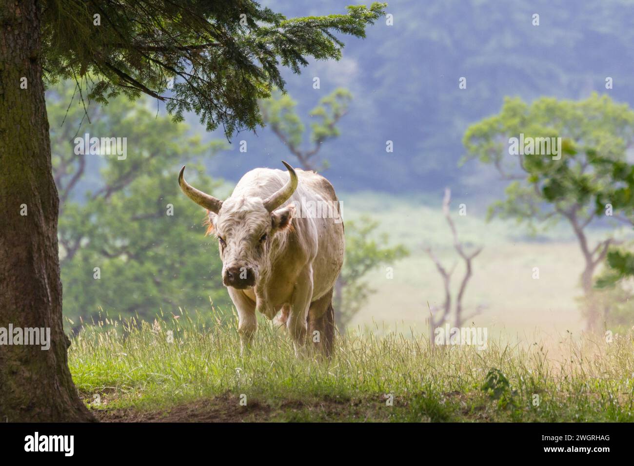 Wild Cattle of Chillingham Stock Photo - Alamy