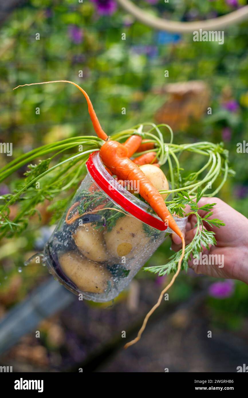Young girl holding vegetables she has picked from her allotment. Fresh ...